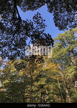 Looking up at the treetops against the blue sky. Branches without ...