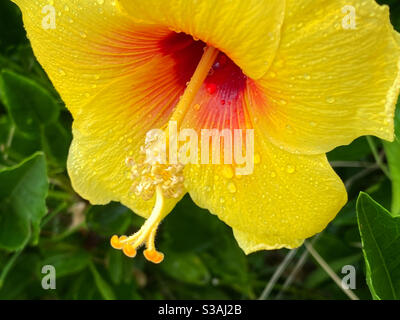 Hawaii State Flower