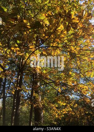 Autumn hickory tree in Alabama Stock Photo - Alamy