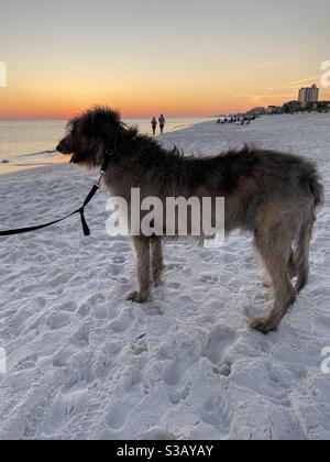 white wolf dog on the ocean beach Stock Photo - Alamy