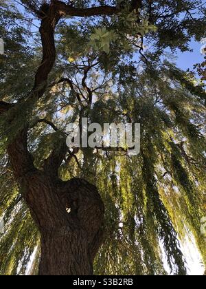 Underneath a Willow tree Stock Photo - Alamy