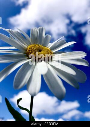 Daisy against a blue sky Stock Photo - Alamy