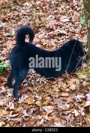 The dog and the chipmunk Stock Photo - Alamy