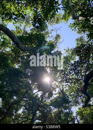 Peering up at the sky through the canopy of a palm tree overhead Stock ...