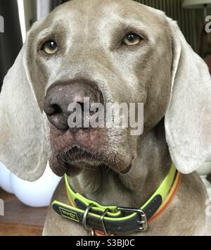 Portrait of grey weimar pointer Stock Photo - Alamy