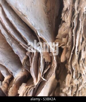 Australian paperbark tree closeup Stock Photo - Alamy