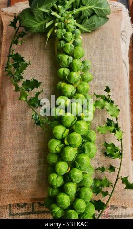 brussels sprouts on stalk Stock Photo - Alamy