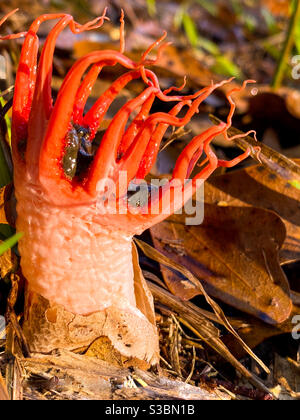 Starfish stink horn mushrooms Stock Photo - Alamy