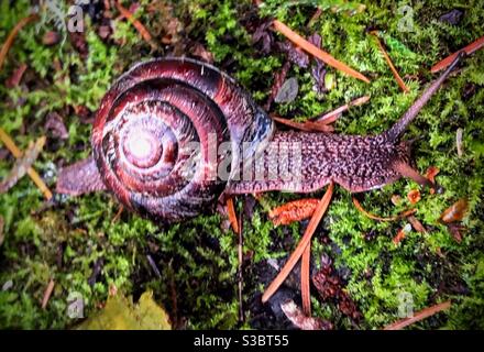 Pacific Sideband Snail, Monadenia fidelis, Clowholm Lake, Sunshine ...