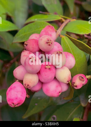 Pink fruit of Australian native Lilly Pilly (Syzygium australe) tree ...