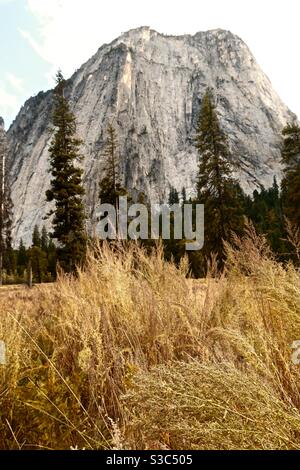 Evergreen trees grow large on Mt Rainier in Washington state Stock ...