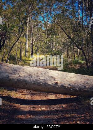 Large tree fallen across rural road in Czech republic Stock Photo - Alamy