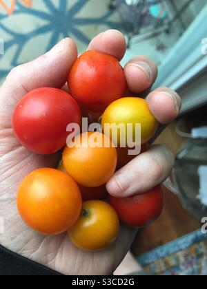 Handful of colorful cherry tomatoes Stock Photo - Alamy