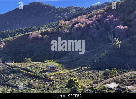 house in cherry blossom forest Stock Photo - Alamy