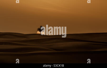 Single tree in Sahara Desert, Tadrart, Algeria Stock Photo - Alamy