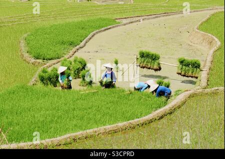 Women working on rice fields in the lowlands between Hanoi and the ...