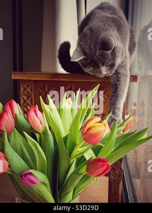 Cat. A kitten is playing. Game with flowers Stock Photo - Alamy