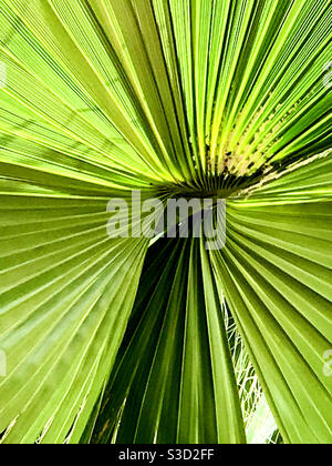 Fan-shaped palm tree (Arecaceae), close-up Stock Photo - Alamy