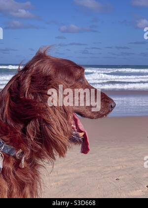 Irish Setter on the beach in Domburg on Walcheren, Zeeland, Netherlands ...