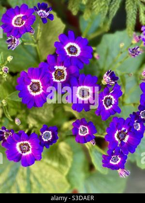 Blue sanaria flowers Stock Photo - Alamy