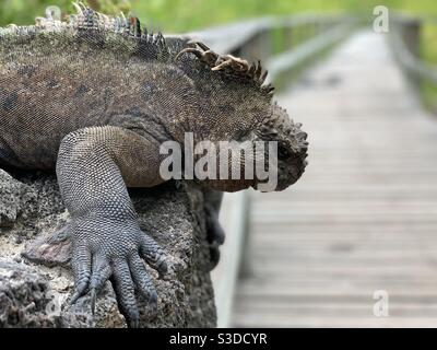 portrait of Iguana on Isabela Island, Galapagos Archipelago,Ecuador ...