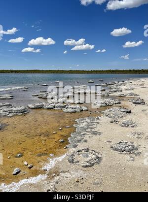 Stromatolites at Lake Thetis, Cervantes, Western Australia ...