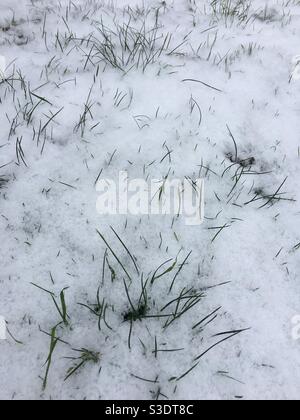 Grass peeking through the snow Stock Photo - Alamy