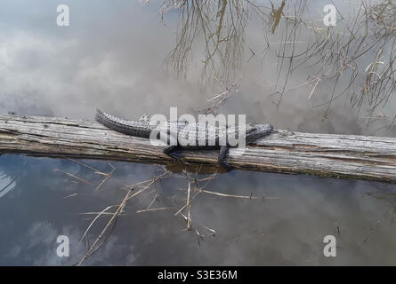 Aerial view of an adult American Alligator Stock Photo - Alamy