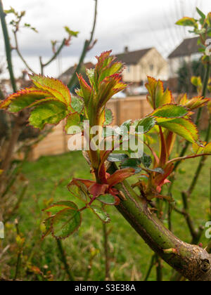 Rose Leaves Sprouting in Springtime Stock Photo - Alamy
