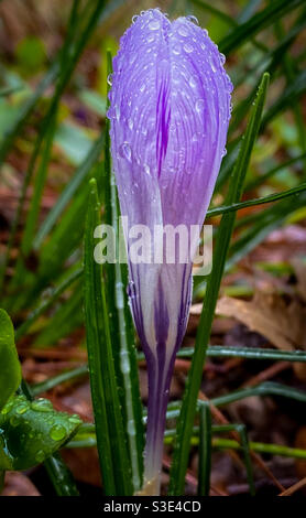 Crocus in the rain Stock Photo - Alamy