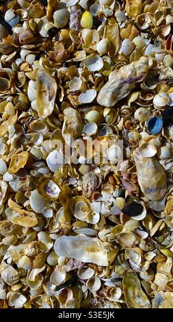 Different types of shells on the beach of Texel Stock Photo - Alamy