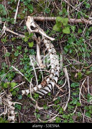 Vertebrae and pelvis of muntjac deer Stock Photo - Alamy