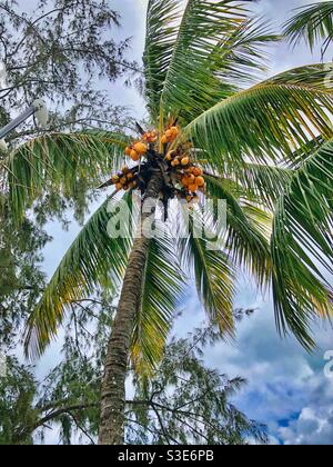 Coconut trees in Mauritius island Stock Photo - Alamy