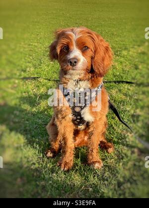 DOG - Cavapoo Stock Photo - Alamy