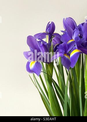 Background of purple flowers Irises Stock Photo - Alamy