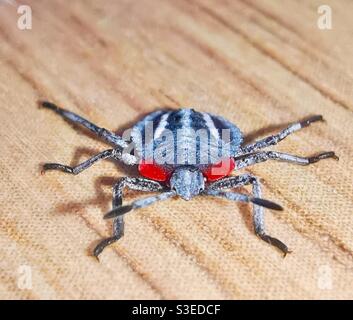 Lychee giant stink bug nymph Stock Photo - Alamy