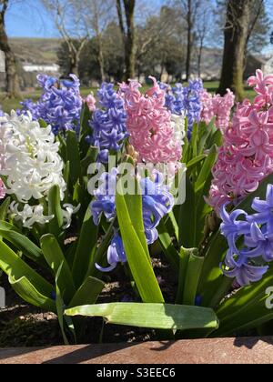 Spring has sprung- flowers in bloom Stock Photo - Alamy
