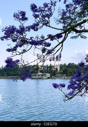 Purple phoenix by the lake Stock Photo - Alamy