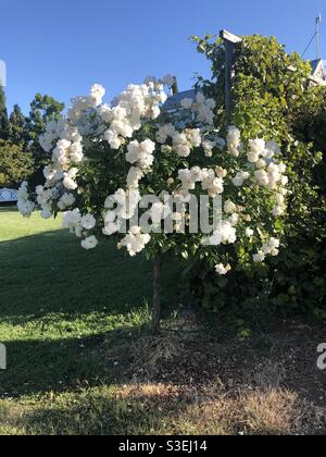 WHITE STANDARD ICEBERG ROSE BUSH GROWING IN A GARDEN BED OF WHITE ...