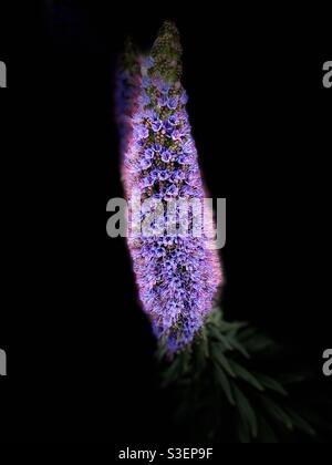 Fuzzy Purple Flowers Stock Photo - Alamy