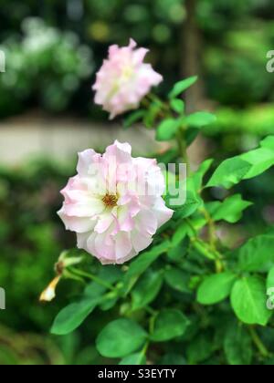 Roses in the Botanic Gardens, Brisbane, Queensland, Australia Stock ...
