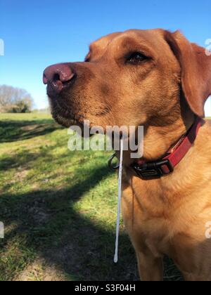A drooling dog with saliva dangling from its mouth, salivating dog ...