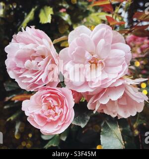 four pink roses Stock Photo - Alamy