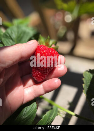 Hand holding a freshly picked strawberry outdoors, symbolizing a ...