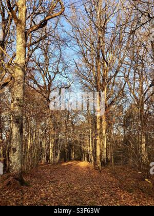 path through the oak tree forest Stock Photo - Alamy
