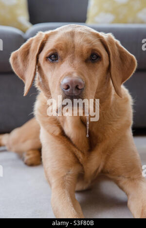 A drooling dog that is salivating from its mouth Stock Photo - Alamy
