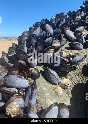 Sea muscles on rocks Stock Photo - Alamy