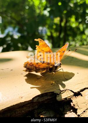 A Question Mark Butterfly (Polygonia interrogationis) caterpillar ...