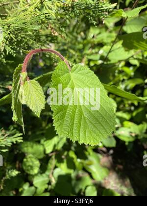 Green leaves of hazel in the sun Stock Photo - Alamy