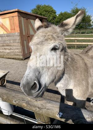 Donkey at a UK farm Stock Photo - Alamy